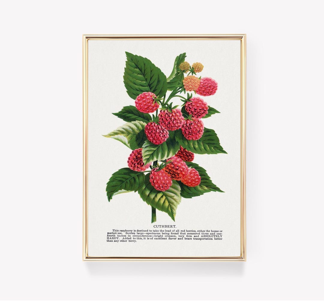 Vintage Raspberry Illustration | Antique Botanical Print | Raspberry ...