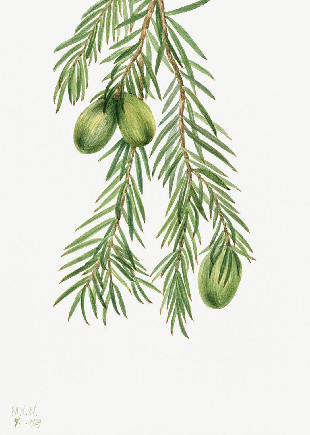 May Gibbs Poster | Western Australian Nutmeg Art | Vintage Print | Tree ...
