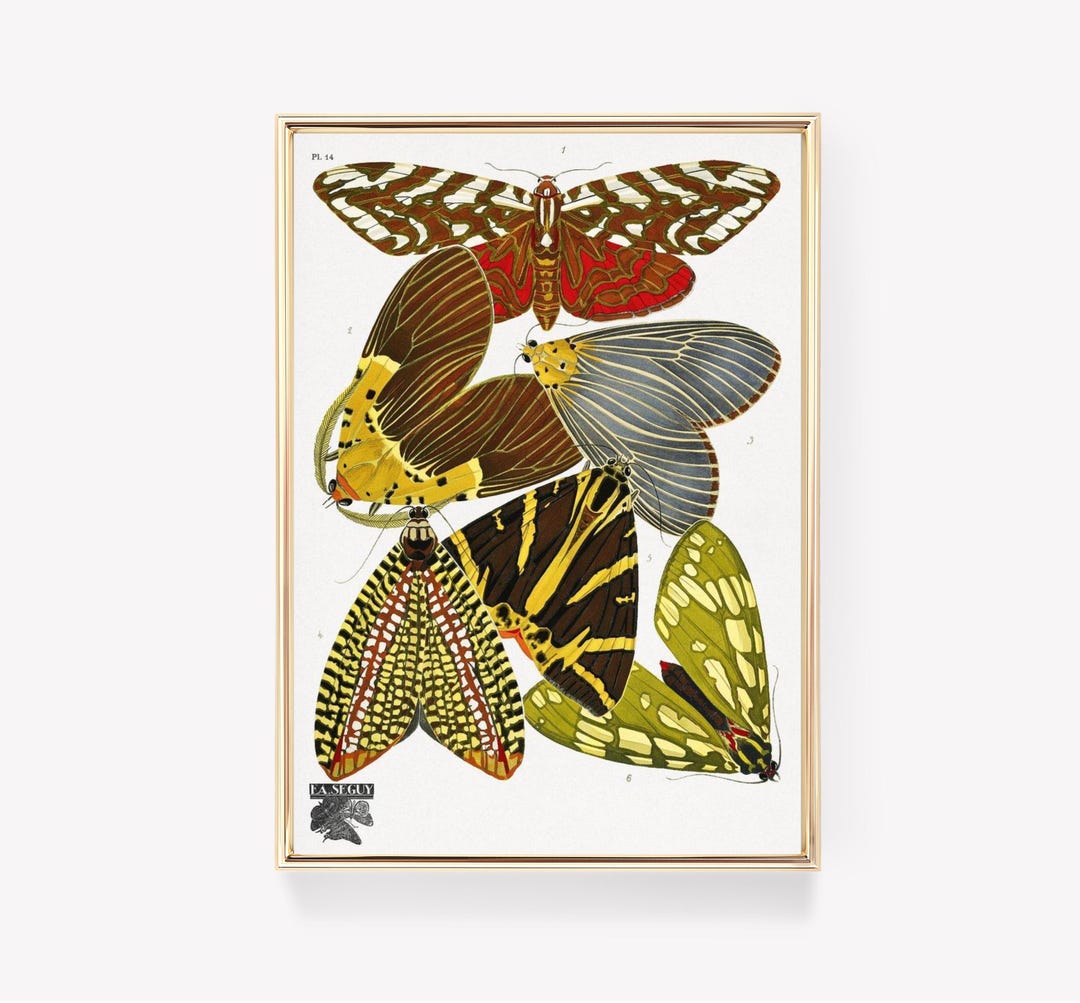 Vintage Moth Print | Insect Art Poster | Scientific Illustration | Moth ...