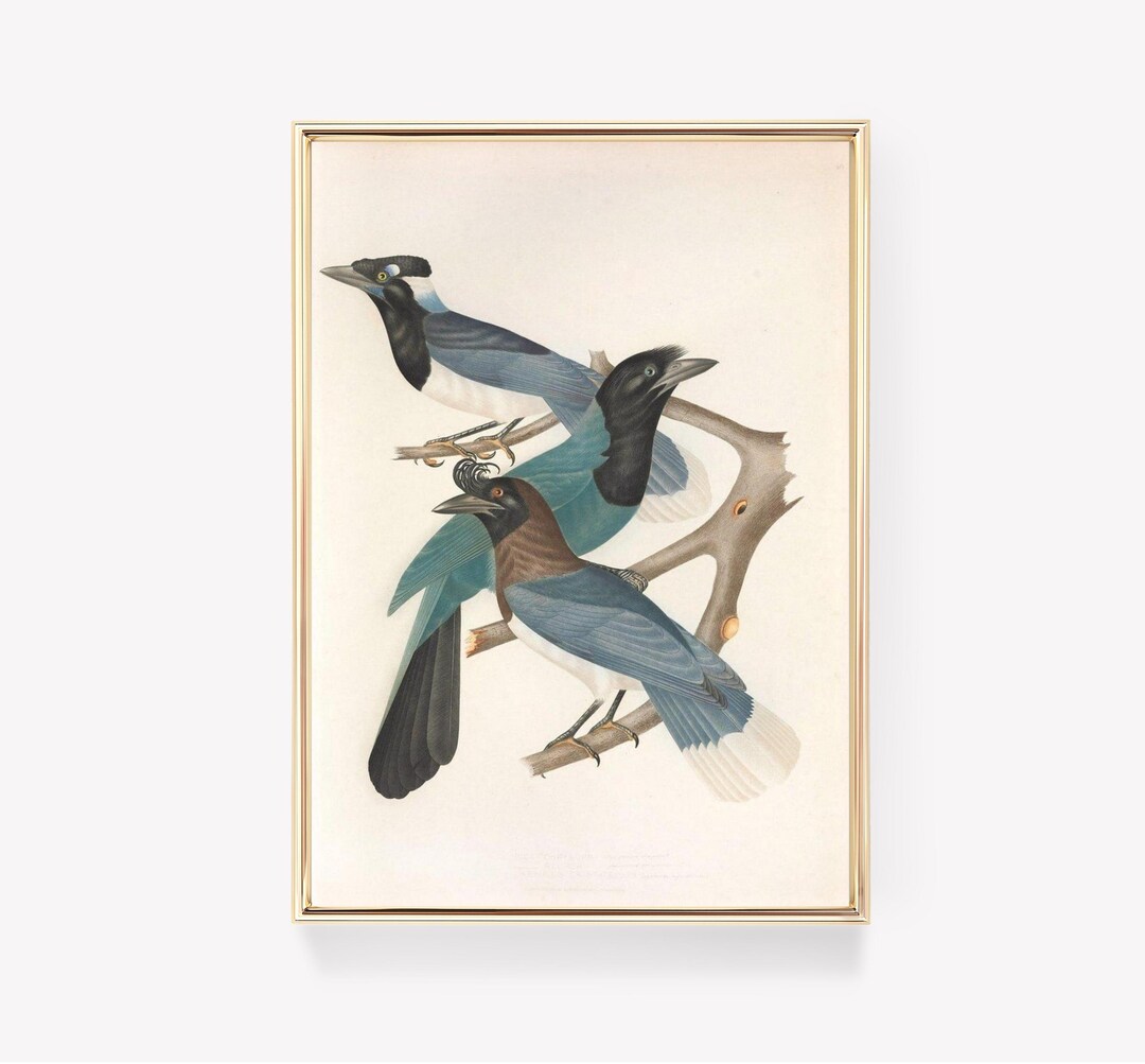Black-throated Magpie-jay | John Gould | Vintage Bird Print | Antique ...