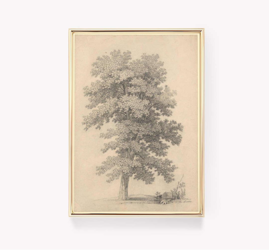Vintage Elm Tree | Classic Study | Antique Art | Historical Print ...