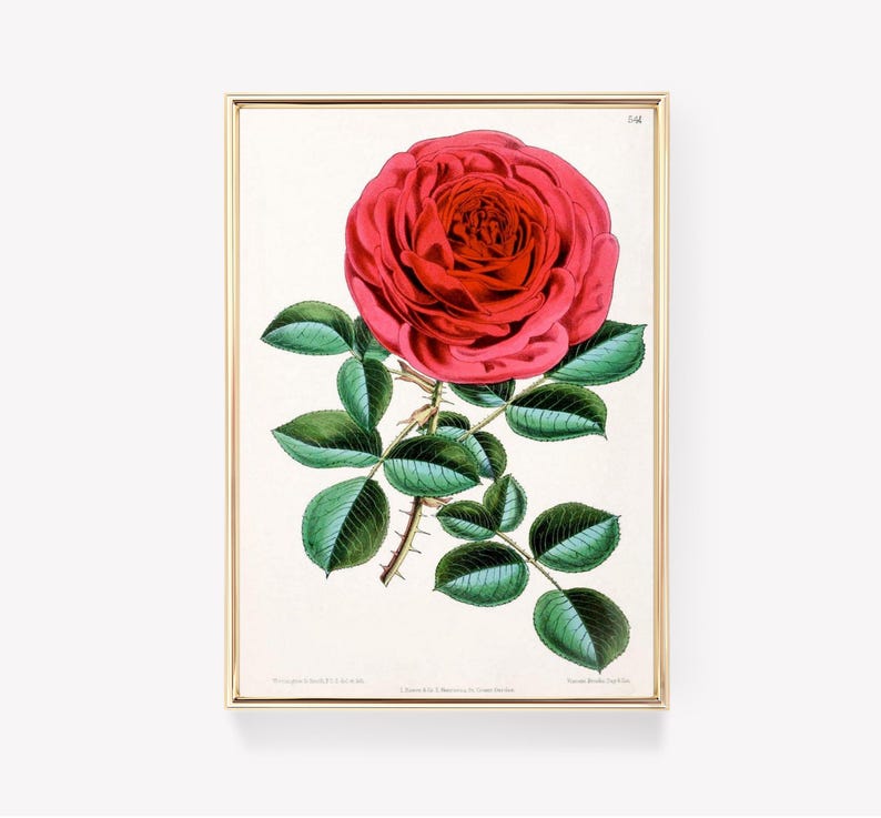 Red Rose Art | Worthington G. Smith | Floral Print | Botanical Beauty ...