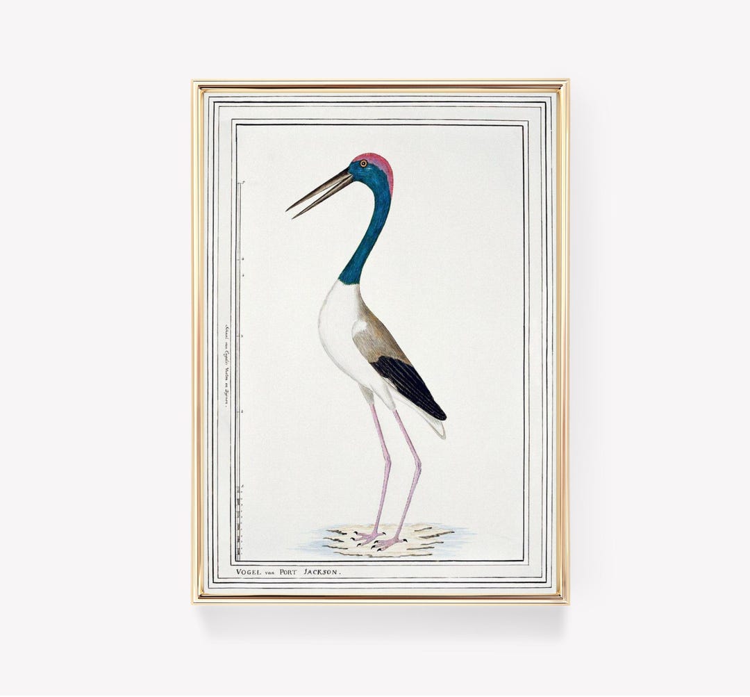 Black-necked Stork | John Latham Art | Vintage Bird Print | Stork Wall ...
