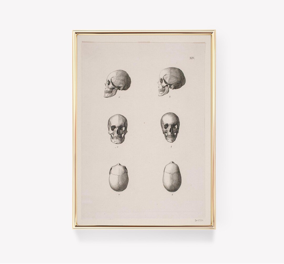 Paleontological Skulls Art | Fossil Illustration Print | Skull Drawing ...