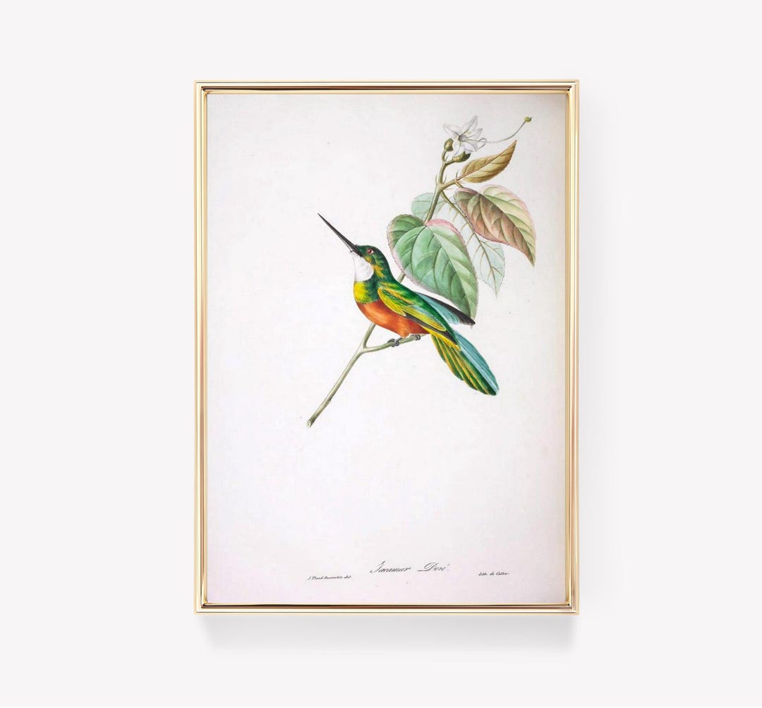 Jacamar Illustration | Vintage Bird Print | Antique Illustration ...