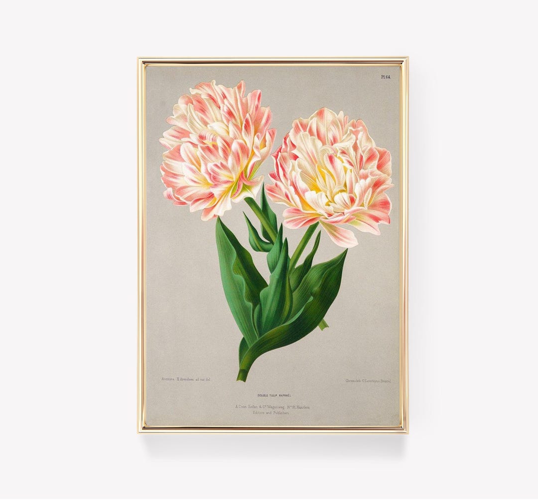 Double Tulip Raphael Print | Vintage Flower Painting | Tulip Art Print ...