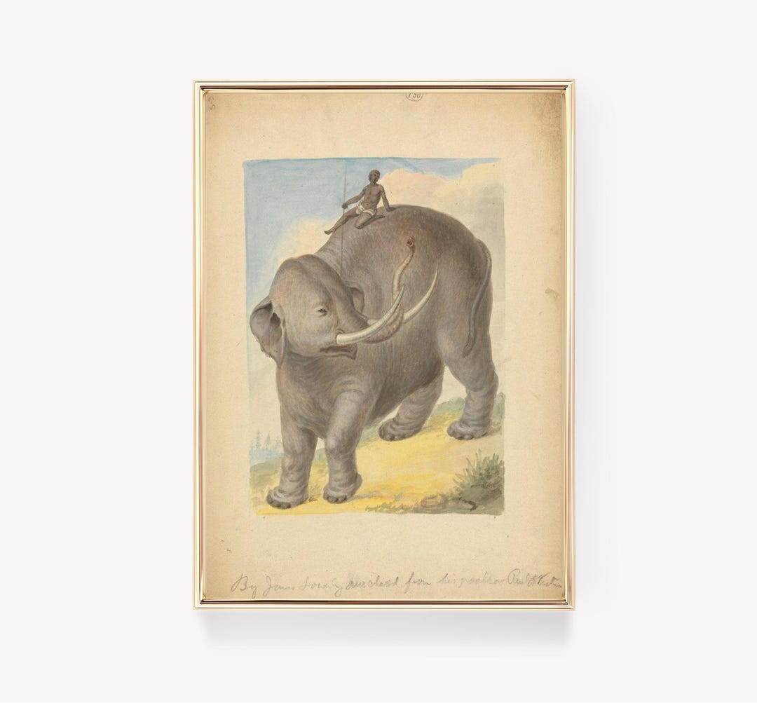 Elephant Art Print | Big John Illustration | James Ward Artwork ...