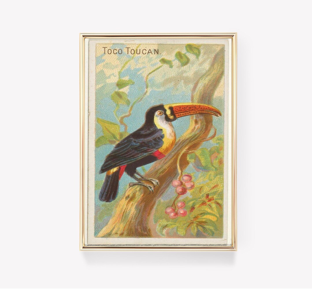 Toco Toucan Poster | Exotic Bird Print | Wildlife Artwork | Tropical ...