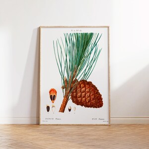 Stone Pine Print | Christmas Poster | Vintage Print | Pine Cone ...
