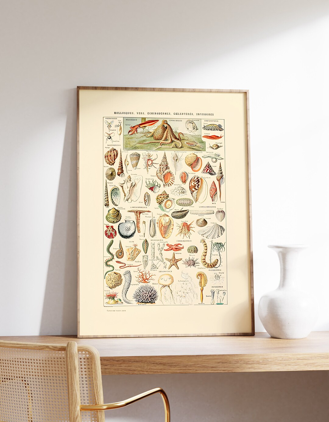 Seashell Diagram | Mollusques by Adolphe Millot | Fishing Art | Sea ...