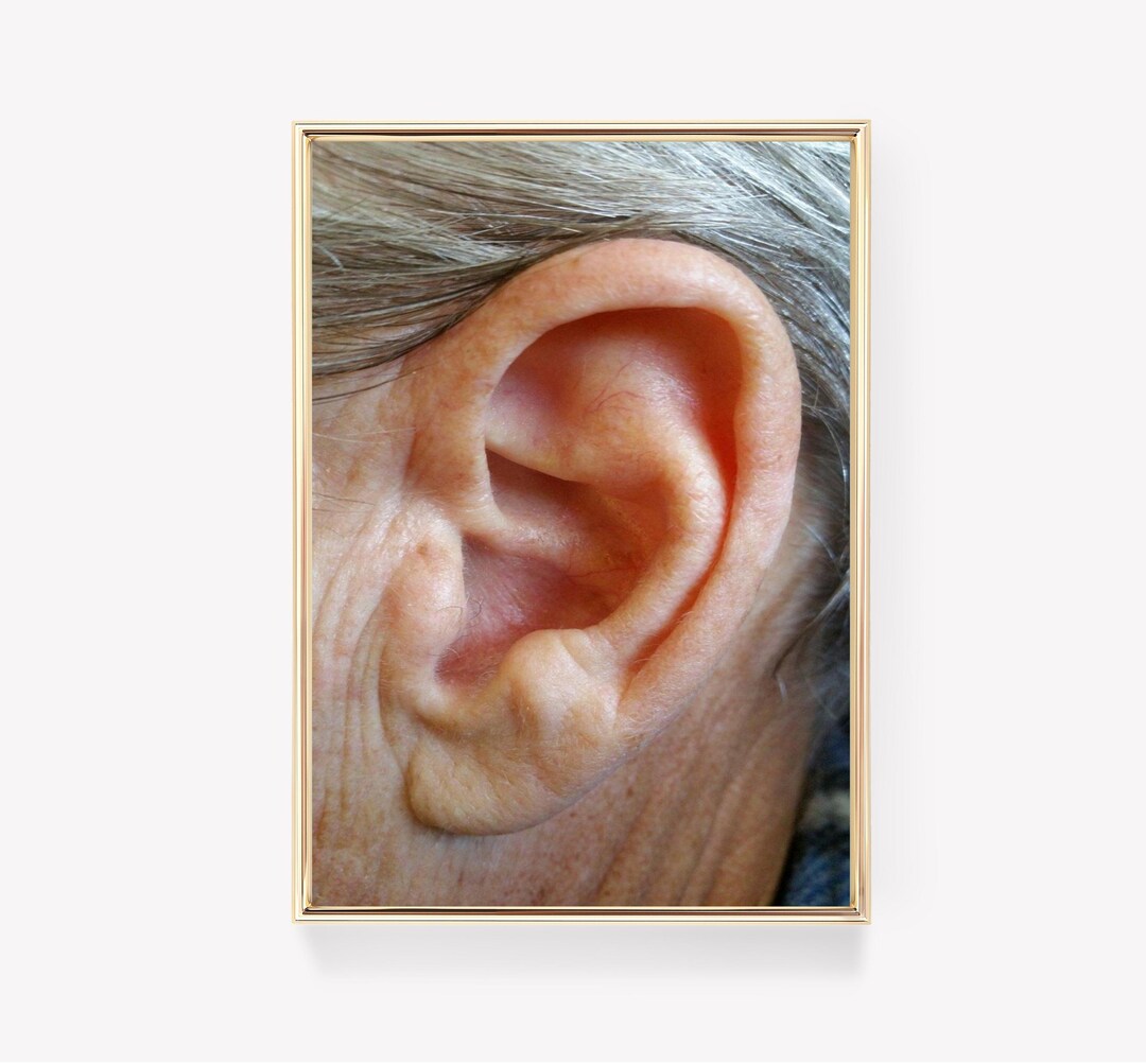 Close-up Ear Portrait | Human Ear Print | Detailed Anatomy Art | Ear ...