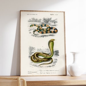 Vintage Aesthetic | Science Nature Art | Snake Print | Snake Wall Art ...