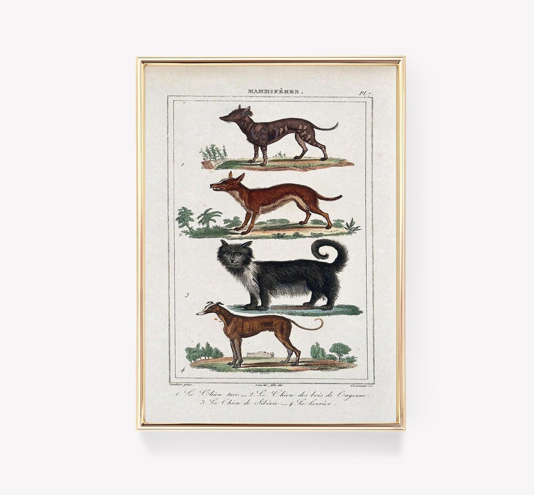 Vintage Print | Wild Animals | Antique Wildlife | Jacques Eustache De ...