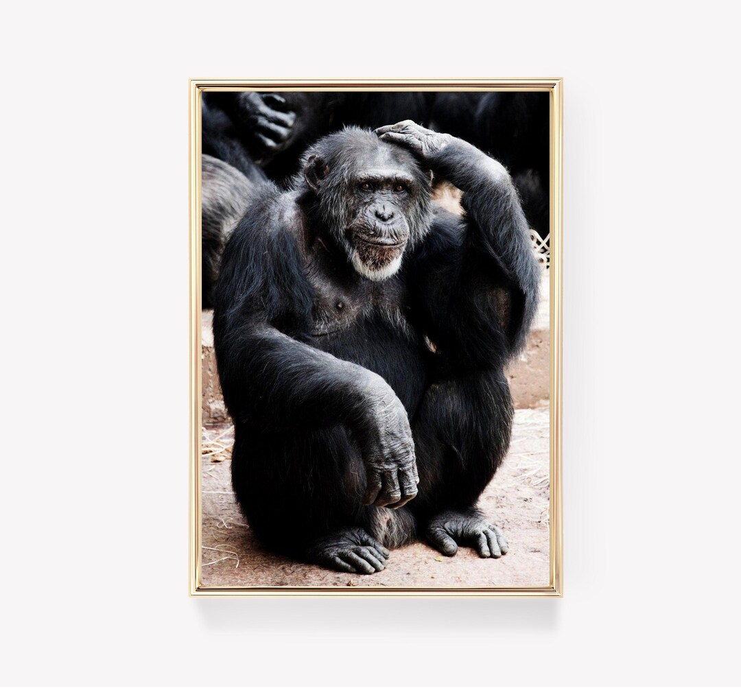 Chimpanzee Print | Wildlife Art | Primate Painting | Thoughtful Chimp ...