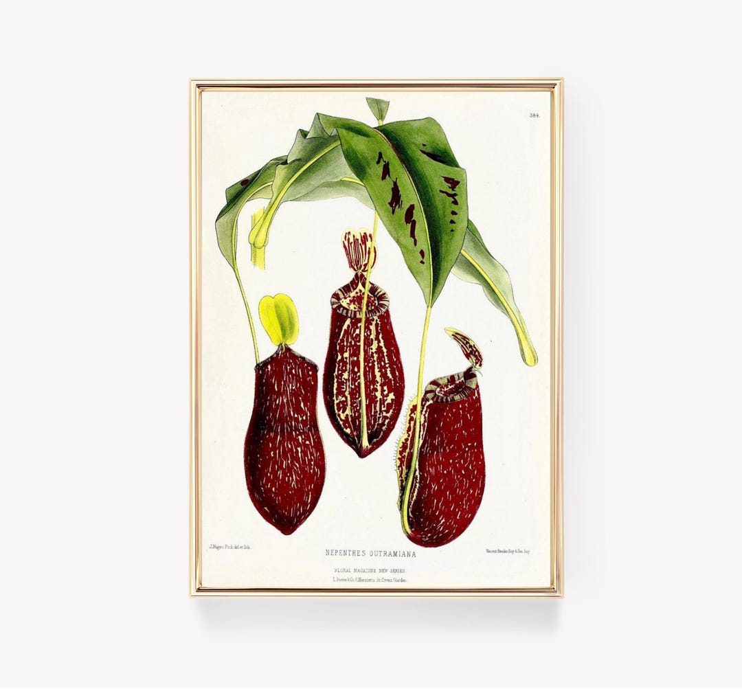 Nepenthes Outramiana | Botanical Print | Vintage Plant Art | Antique ...