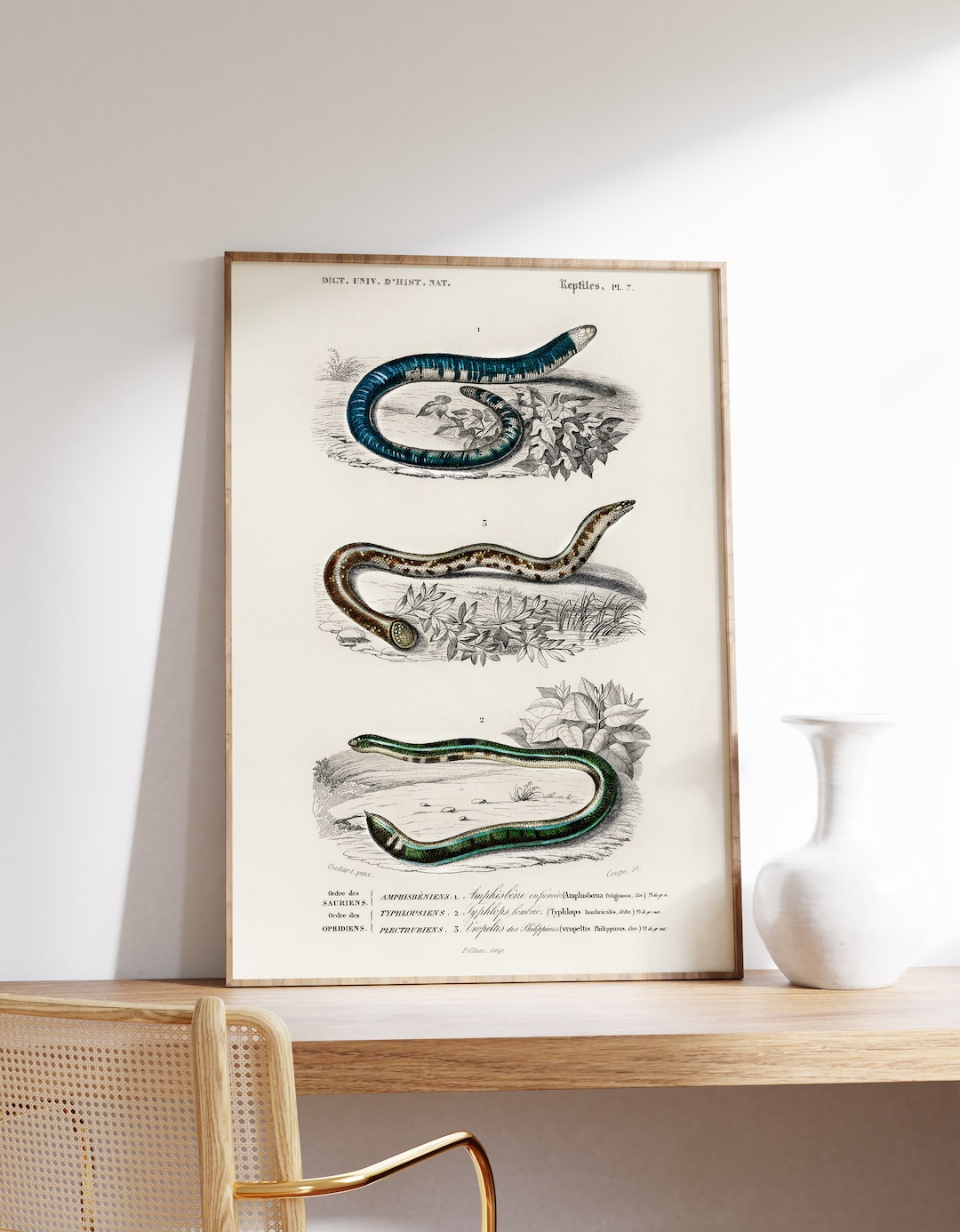 Scientific Animal Print | Black Snake Art | Vintage Poster | Nature Art ...