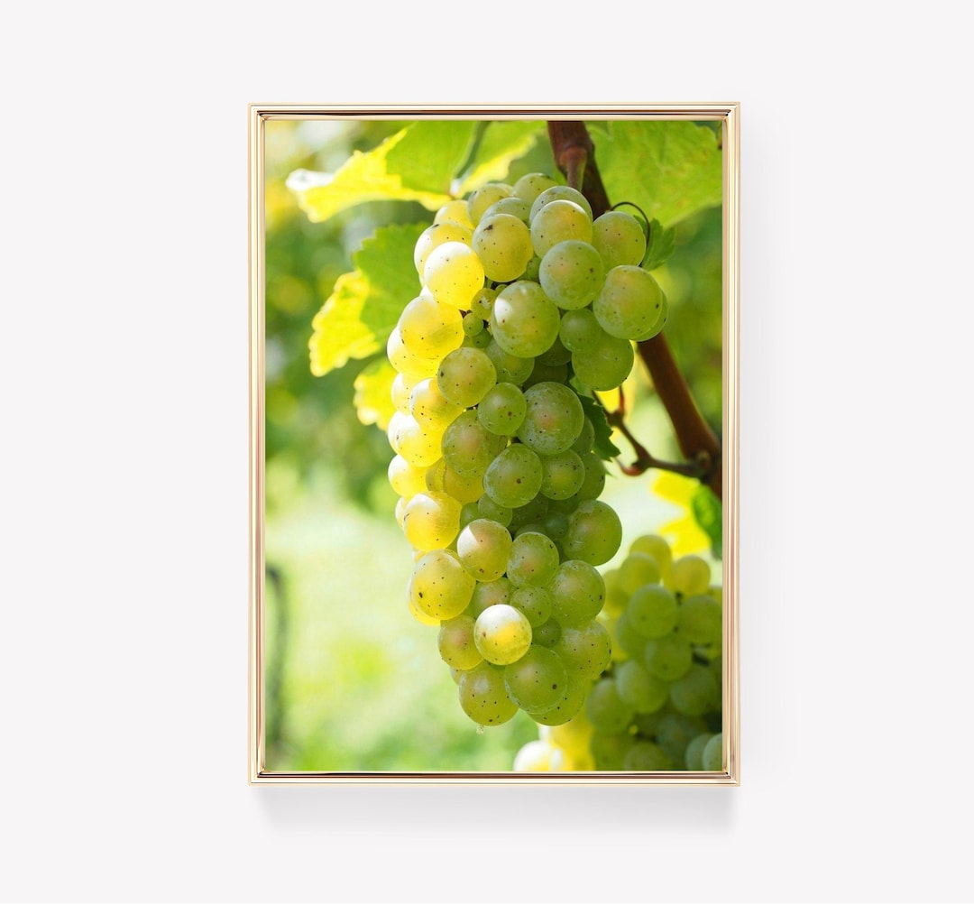 Green Grapes Vine | Bunch of Grapes Print | Vintage Painting | Grapes ...