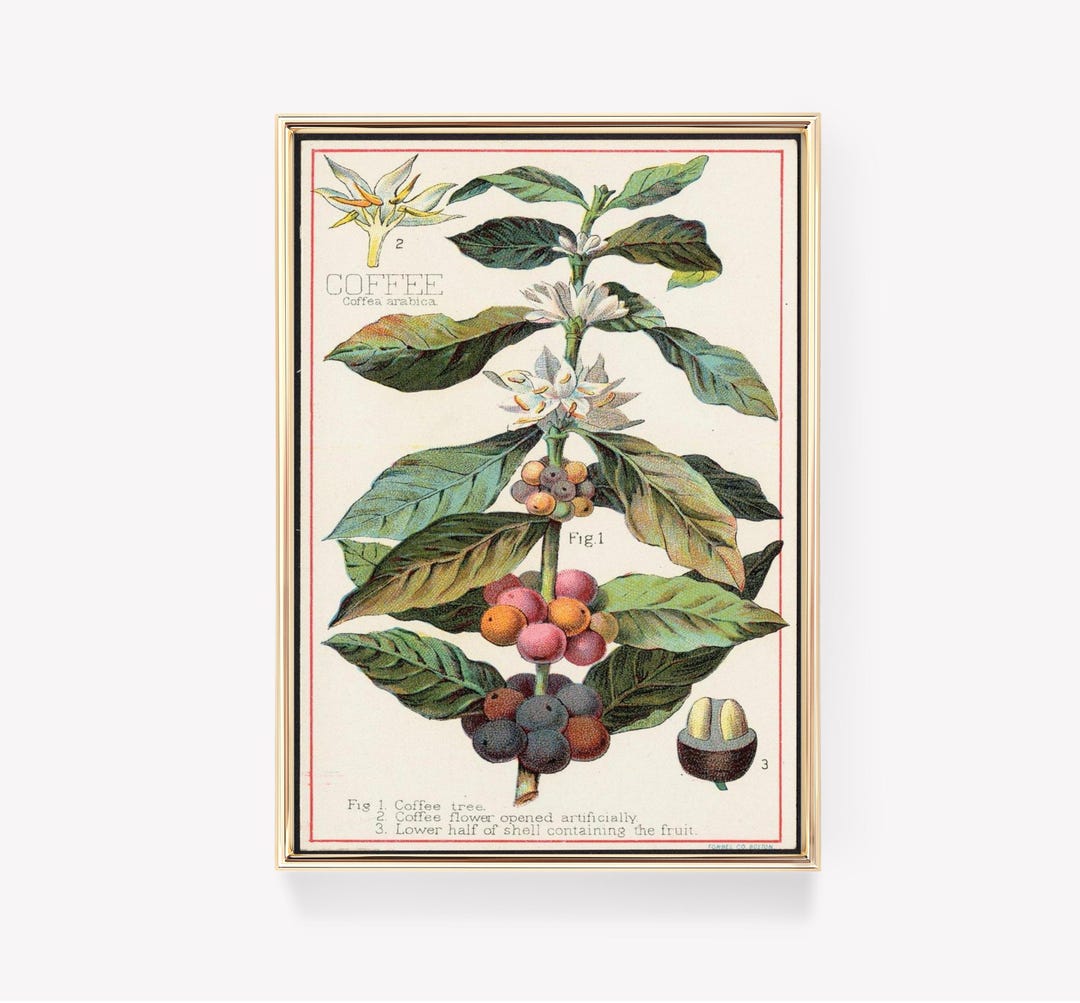 Botanical Coffee Print | Coffee Plant Art | Botanical Art | Vintage ...