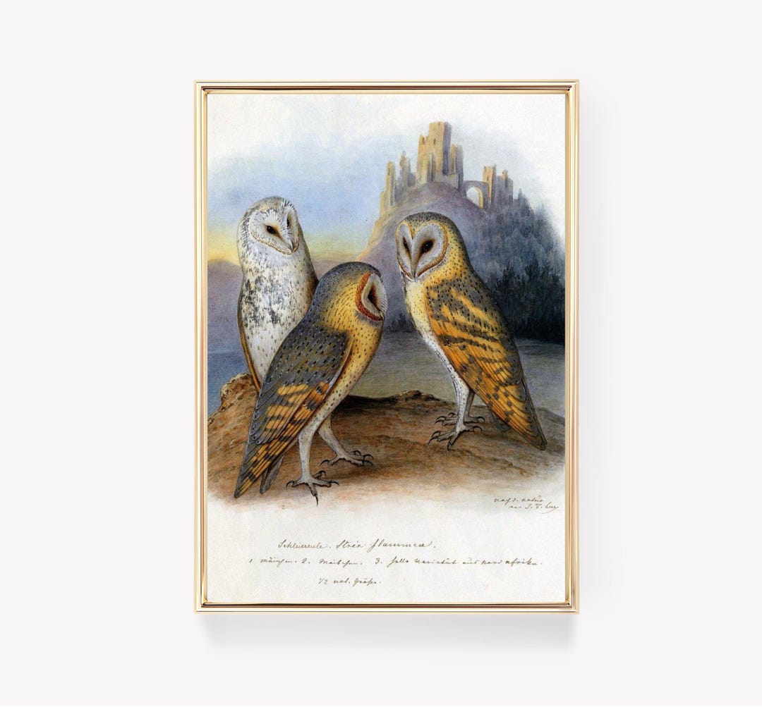 Three Barn Owls Print | Joseph Wolf Art | Vintage Owl Poster | Wall ...