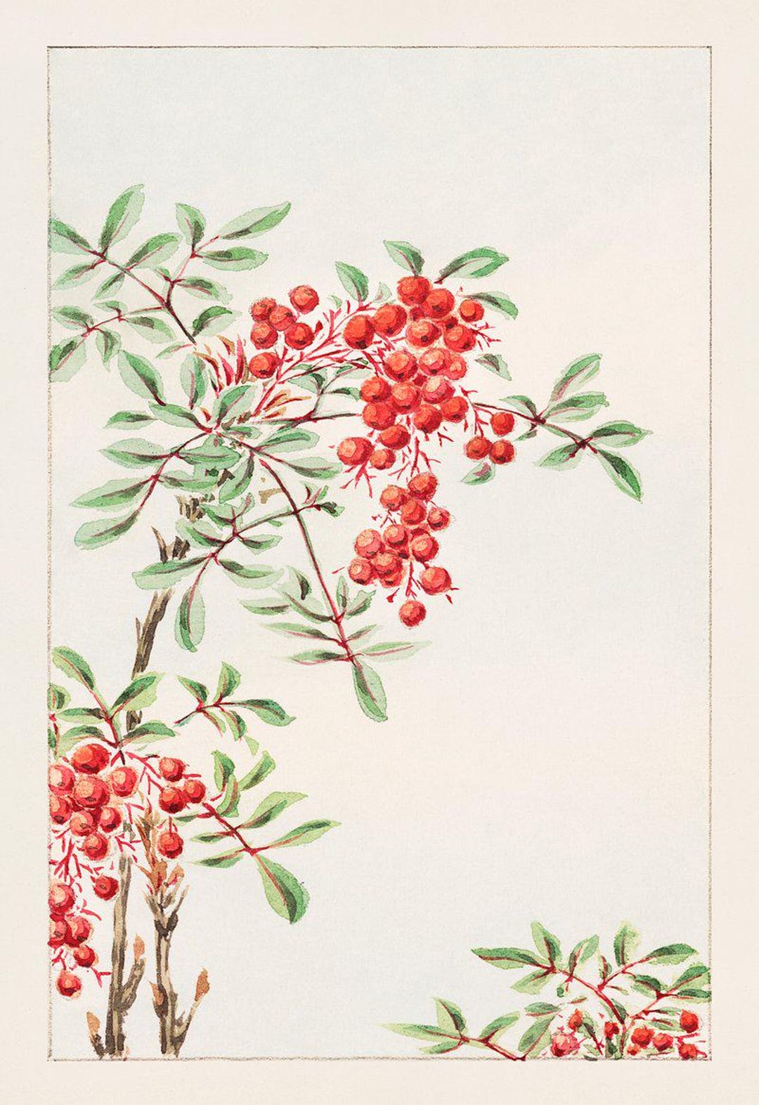Vintage Berry Art | Red Berry Print | Botanical Art | Nature ...