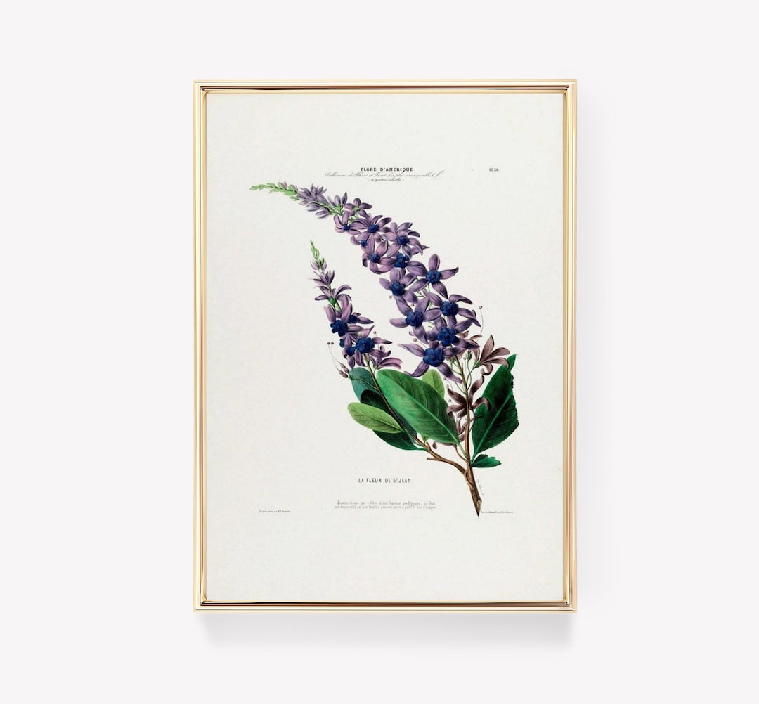 La Fleur De St Jean | Pierre-joseph Redouté Print | Botanical Art ...