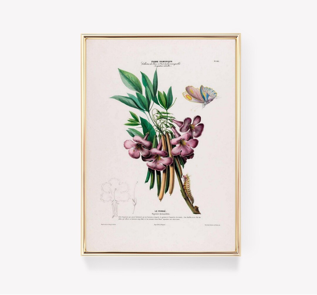 Pierre-joseph Redouté | Le Porrie Poster | Bignonia Quinquiufolia Art ...