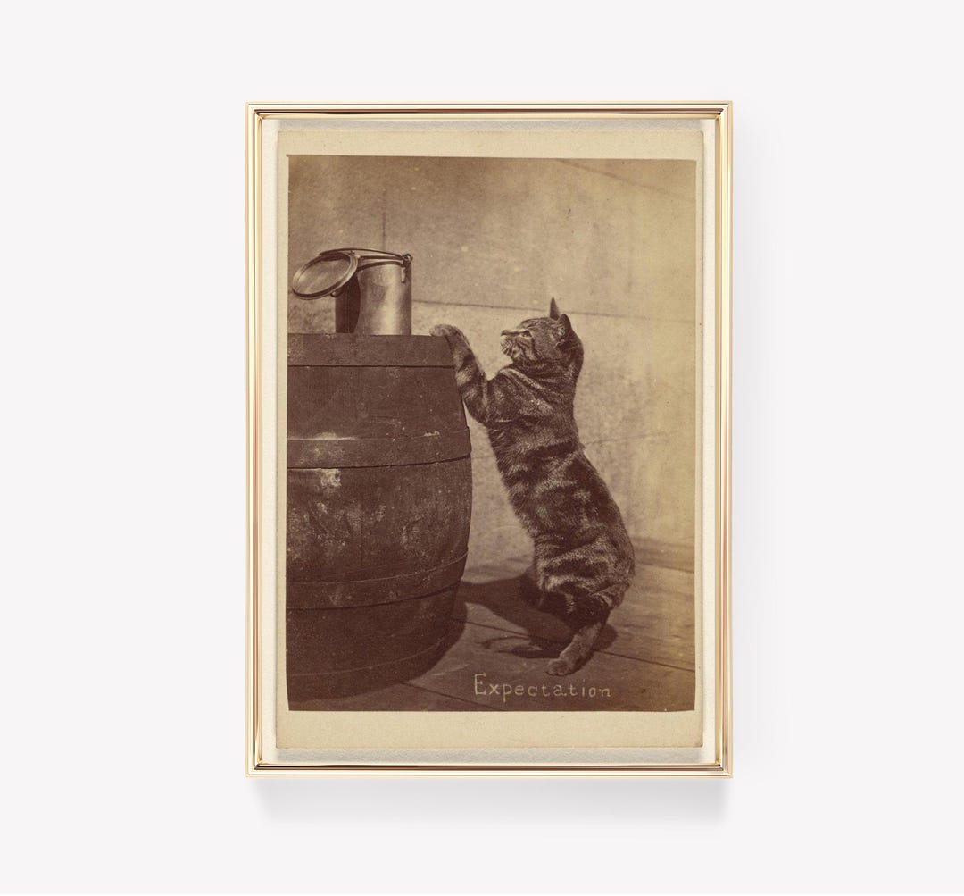 Harry Pointer Photography | Vintage Cat Photography | Antique Cat Print ...