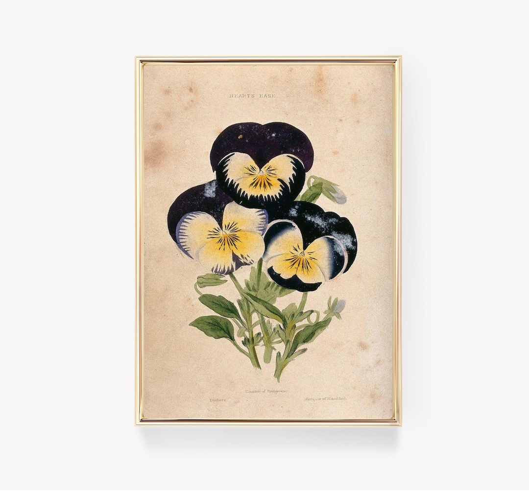 Heart's Ease Art | Vintage Painting | Floral Print | Botanical Print ...