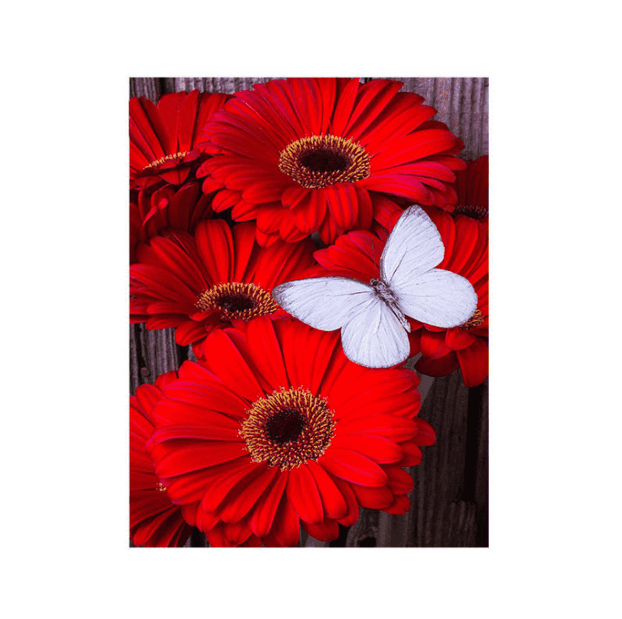Red Daisy Diamond Painting Craft Kit 12x16 Inch Full Round - Etsy