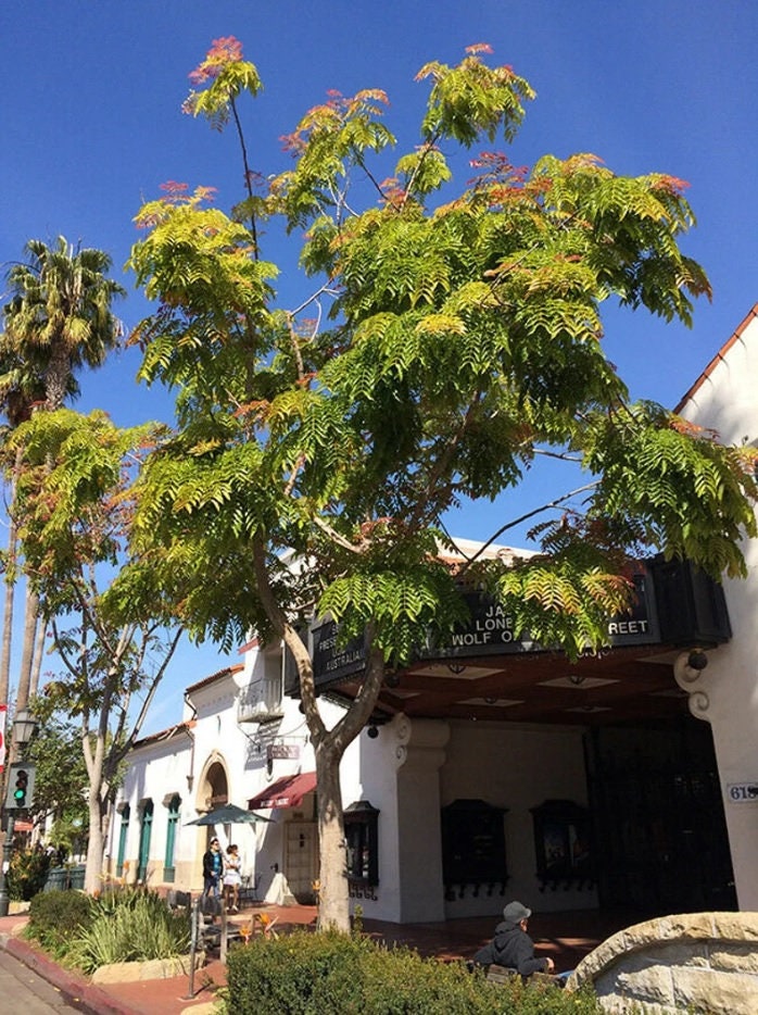 30 Pink Cedar Seeds Acrocarpus Fraxinifolius Seeds Mandania - Etsy