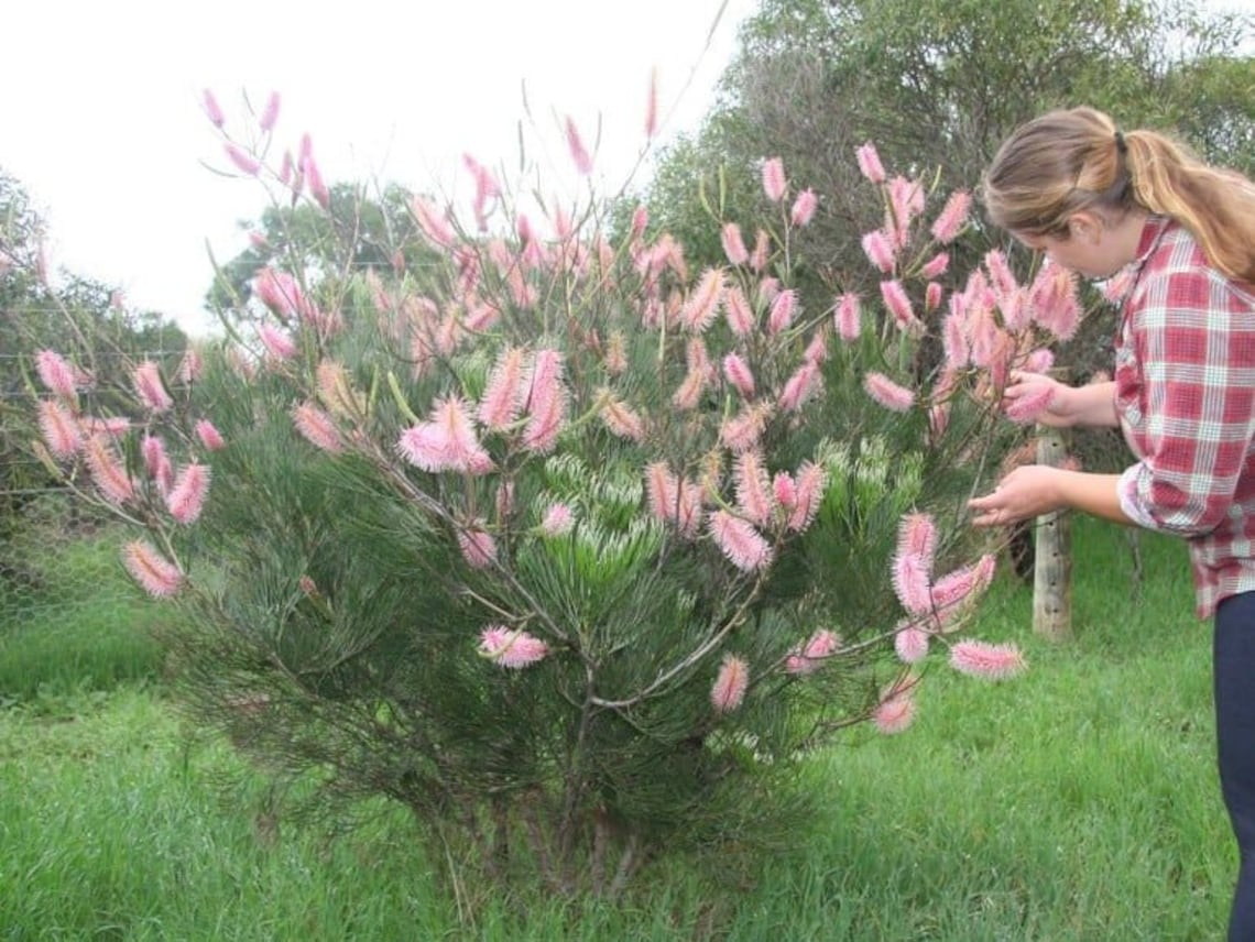 5 Seeds Grevillea Petrophiloides Pink Pokers Grevillea Seeds | Etsy