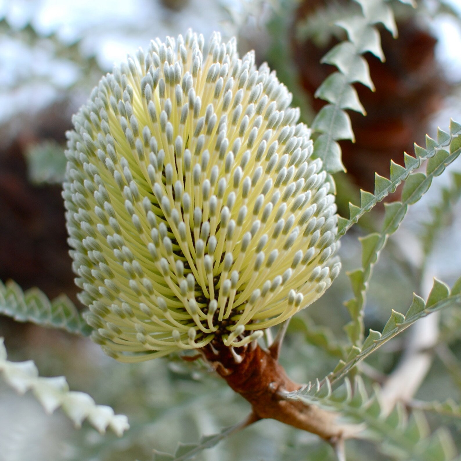 5 Fresh Banksia Speciosa Seeds Showy Banksia Australia | Etsy