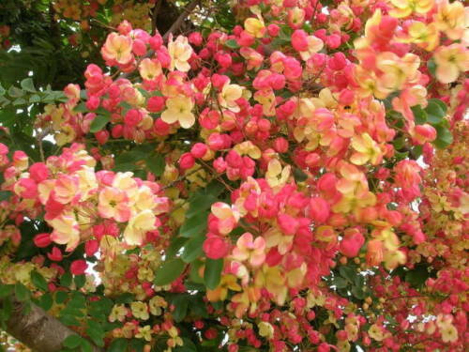 10 Seed Cassia Marginata Red Rose Shower Tree Seeds | Etsy