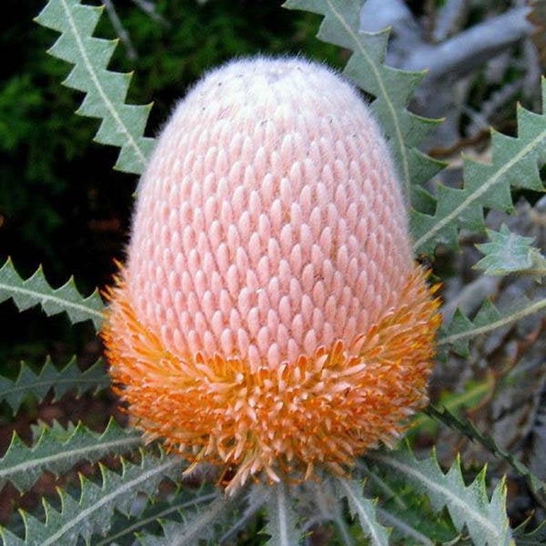 5 Seeds Banksia Victoriae Woolly Orange Banksia for Garden | Etsy