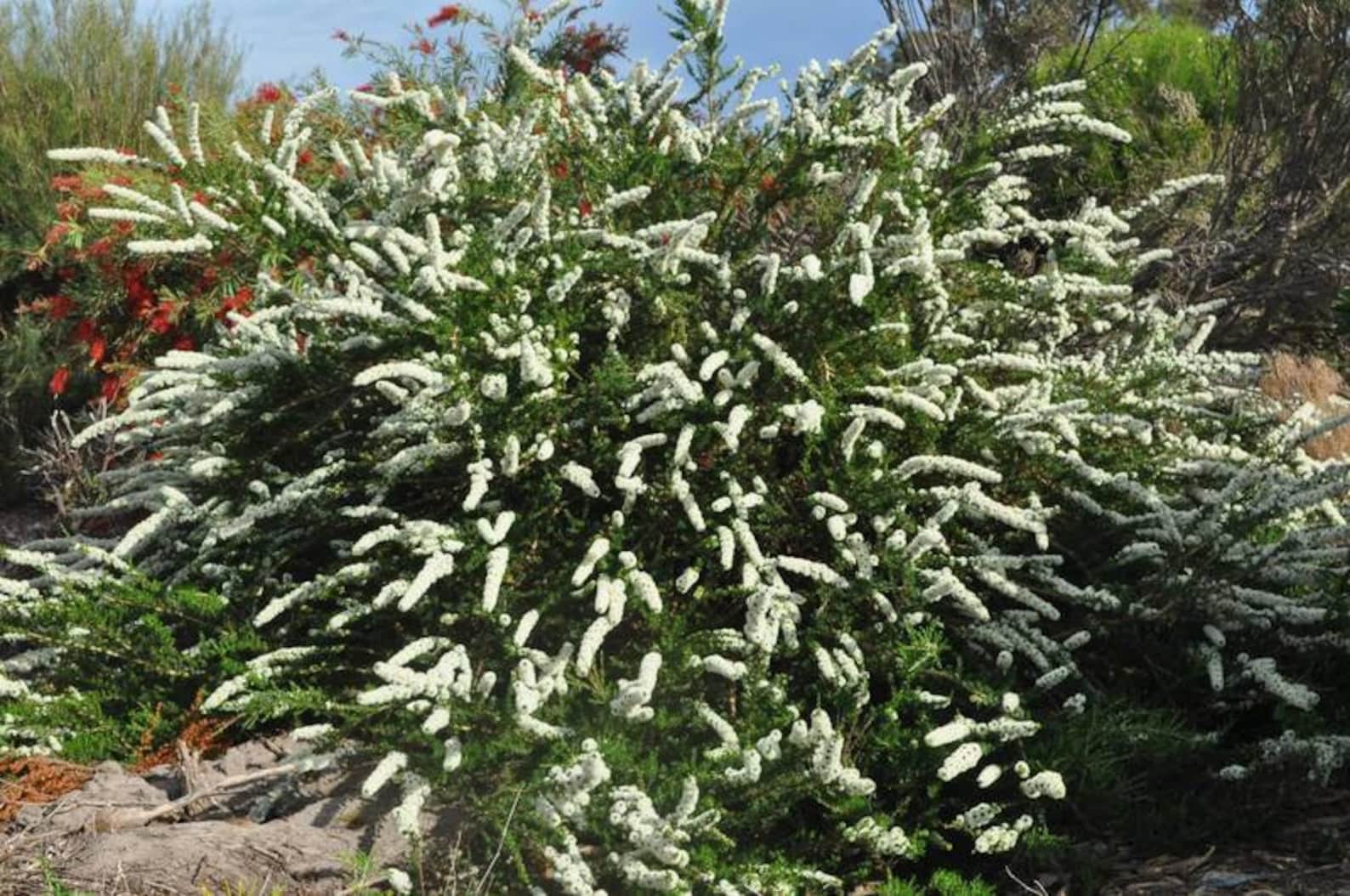 Tick Bush Kunzea Ambigua White Kunzea 200 Seeds | Etsy