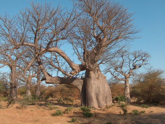African Bottle Tree