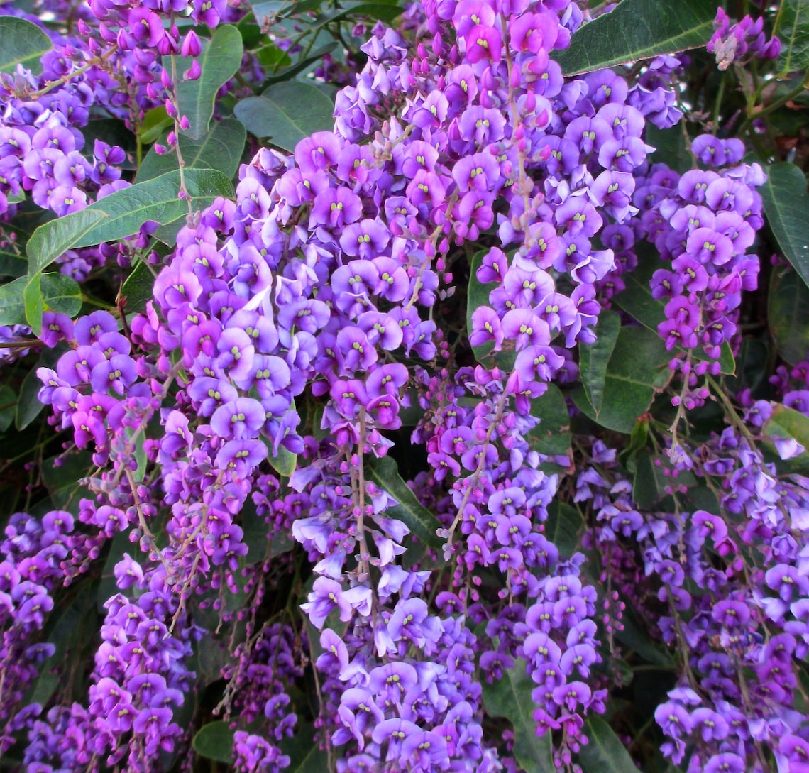 25 Seeds Hardenbergia Violacea Purple Coral Pea Seed Happy | Etsy