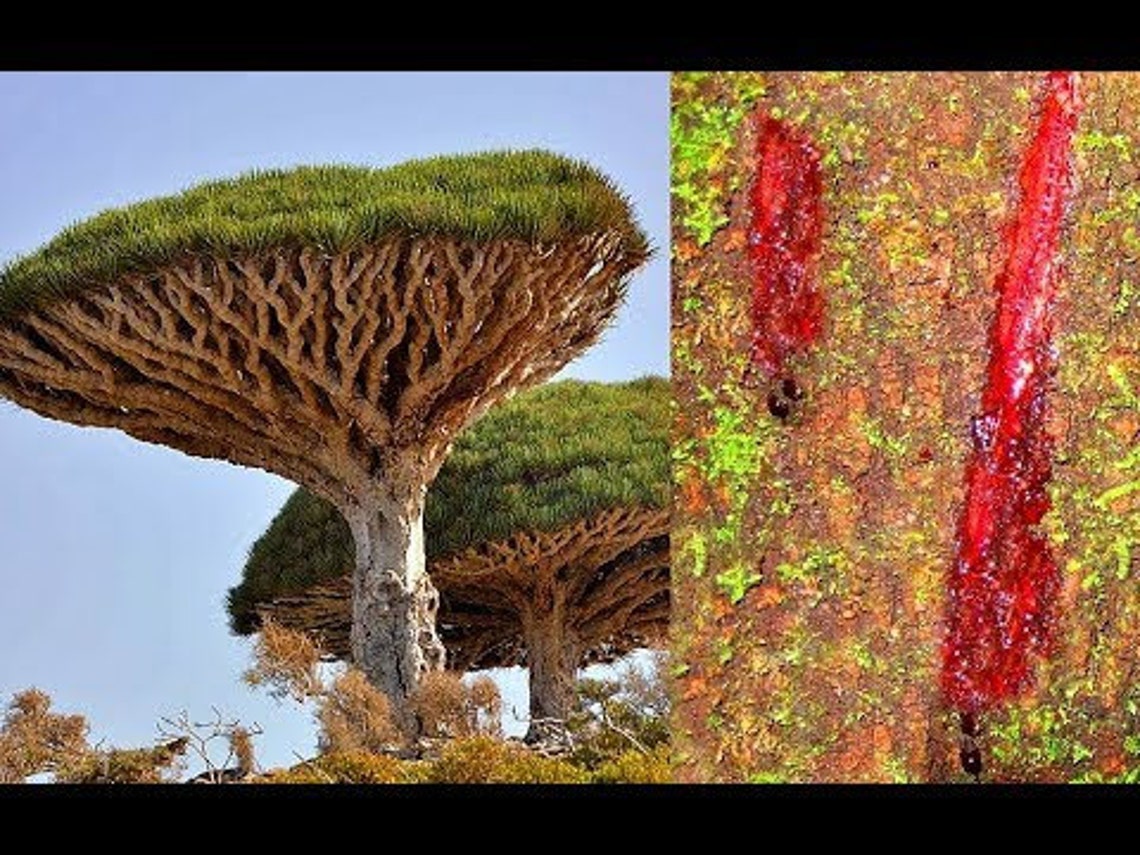 10 Seed Dracaena Draco Dragons Blood Tree Dracaena Seeds - Etsy Australia