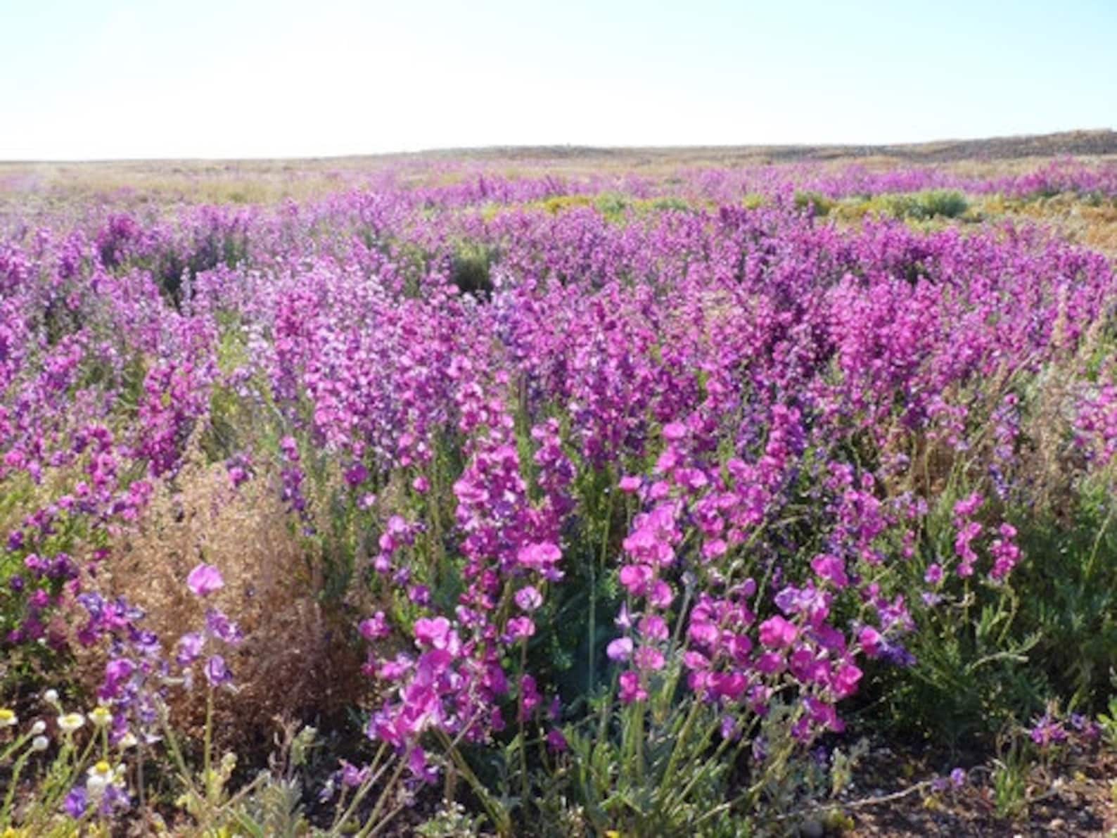 30 Swainsona Maccullochiana Seeds Ashburton Pea Seeds | Etsy