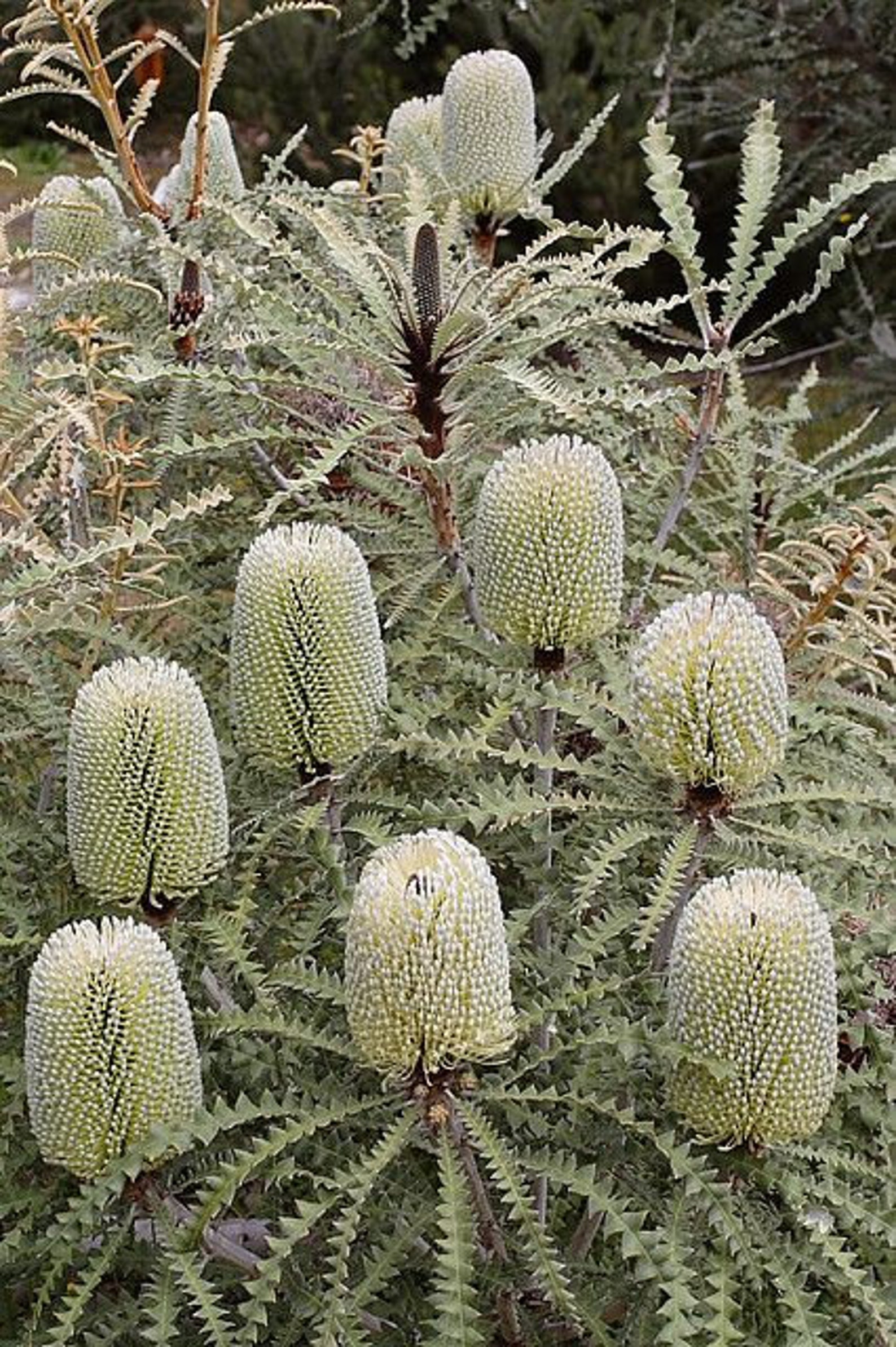 5 Fresh Banksia Speciosa Seeds Showy Banksia Australia | Etsy