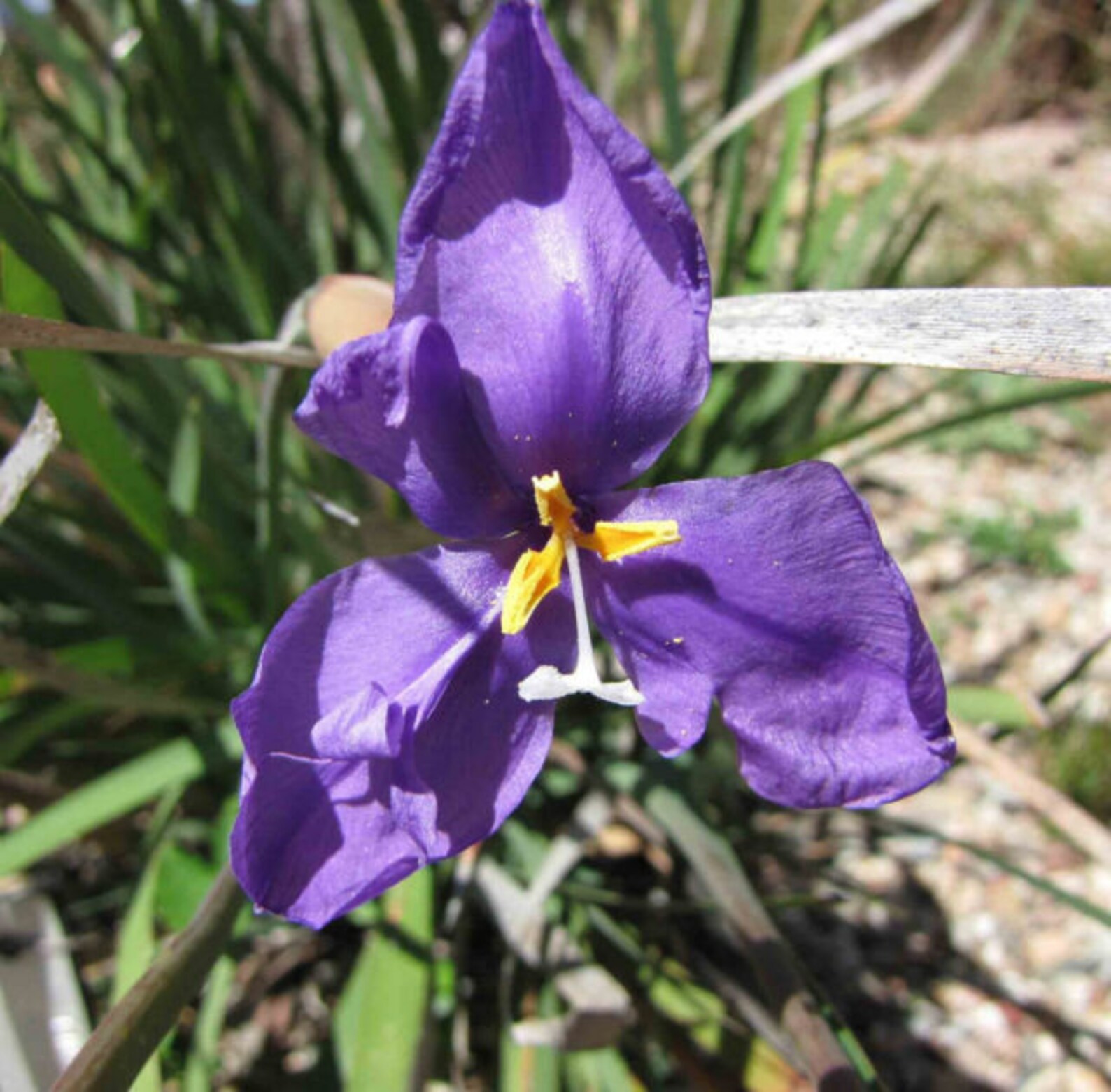 15 Seeds Slender Native Iris Leafy Purple Flag Patersonia | Etsy