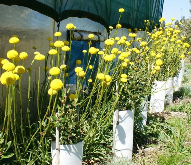 50 Seeds Pycnosorus Globosus Billy Buttons Seeds Craspedia - Etsy