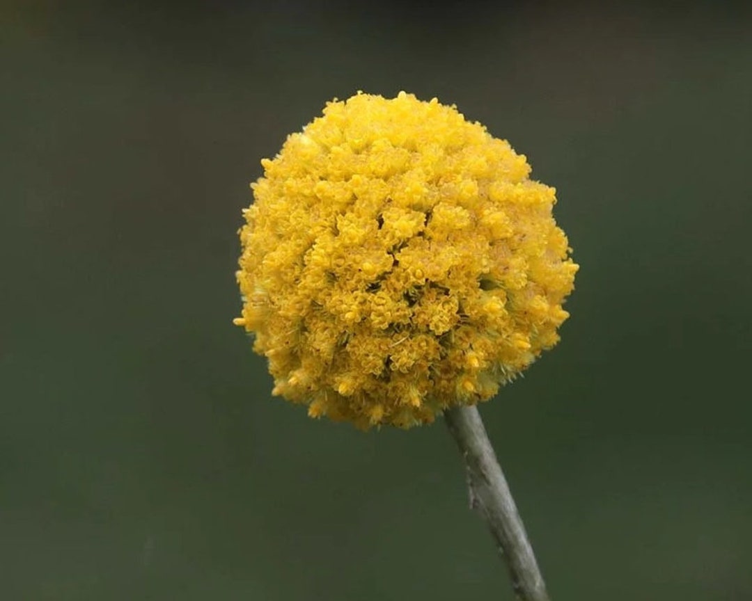 50 Seeds Pycnosorus Globosus Billy Buttons Seeds Craspedia - Etsy