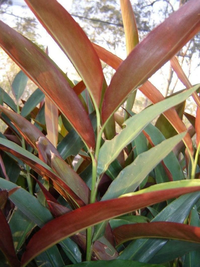 20 Alpinia Caerulea Seeds Native Ginger 'red Back' - Etsy Ireland