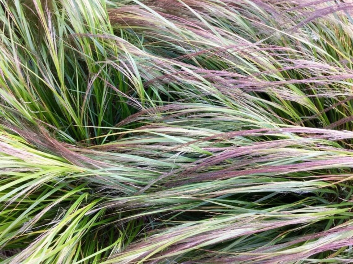 50 Pheasant's Tail Grass Seeds Anemanthele Lessoniana - Etsy
