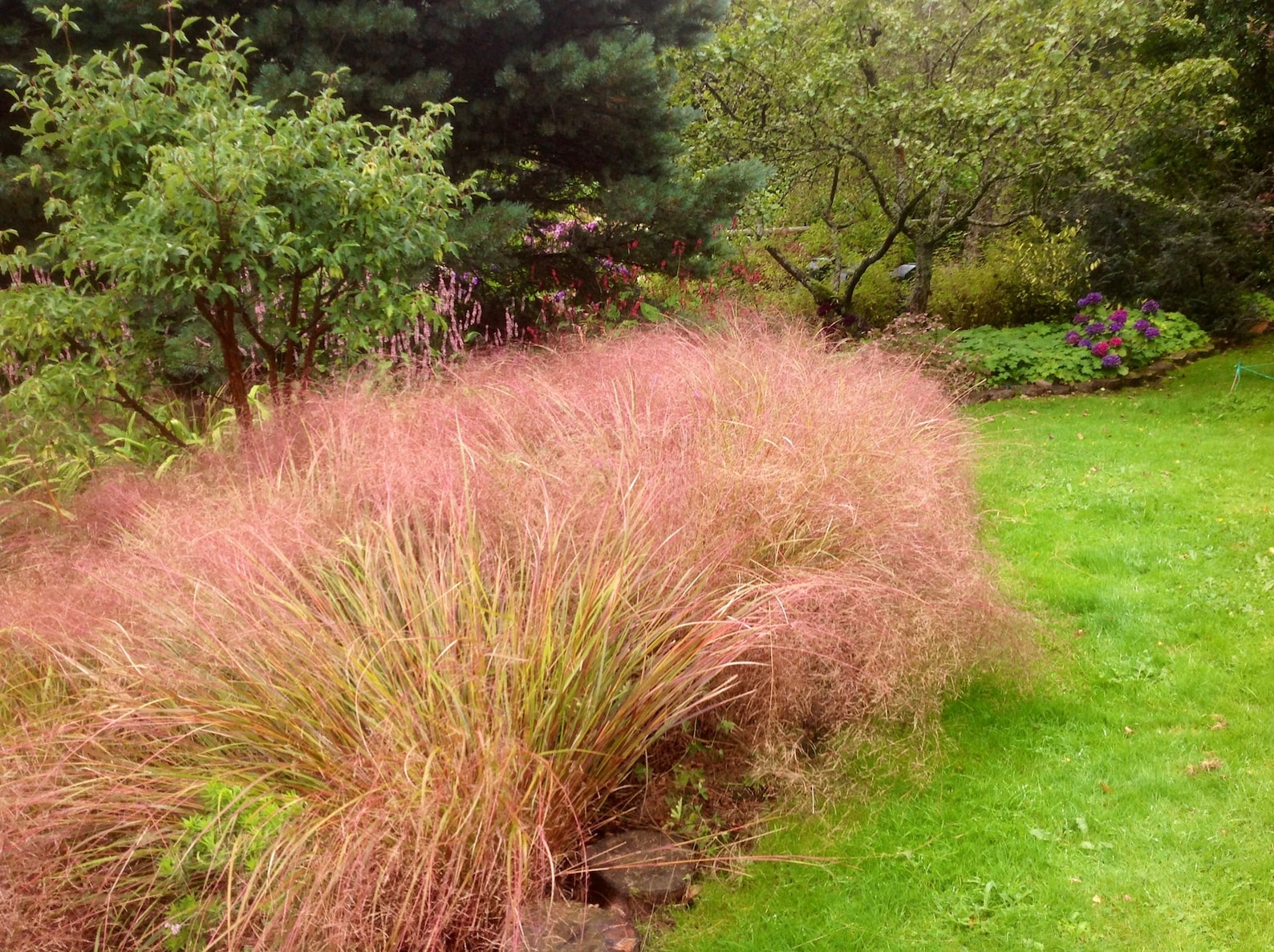 50 Pheasant's Tail Grass Seeds Anemanthele Lessoniana | Etsy