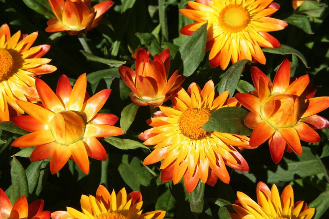 60 Fresh Orange Strawflower Seeds Orange Everlasting Daisy | Etsy