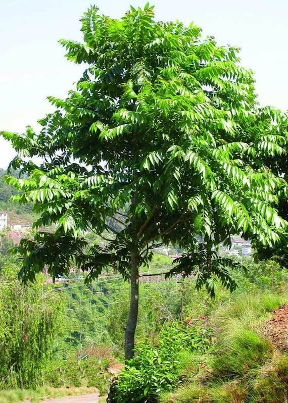 30 Australian Red Cedar Tree Seeds Toona Ciliata Seeds Red - Etsy