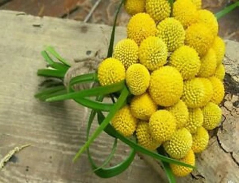 50 Seeds Pycnosorus Globosus Billy Buttons Seeds Craspedia - Etsy