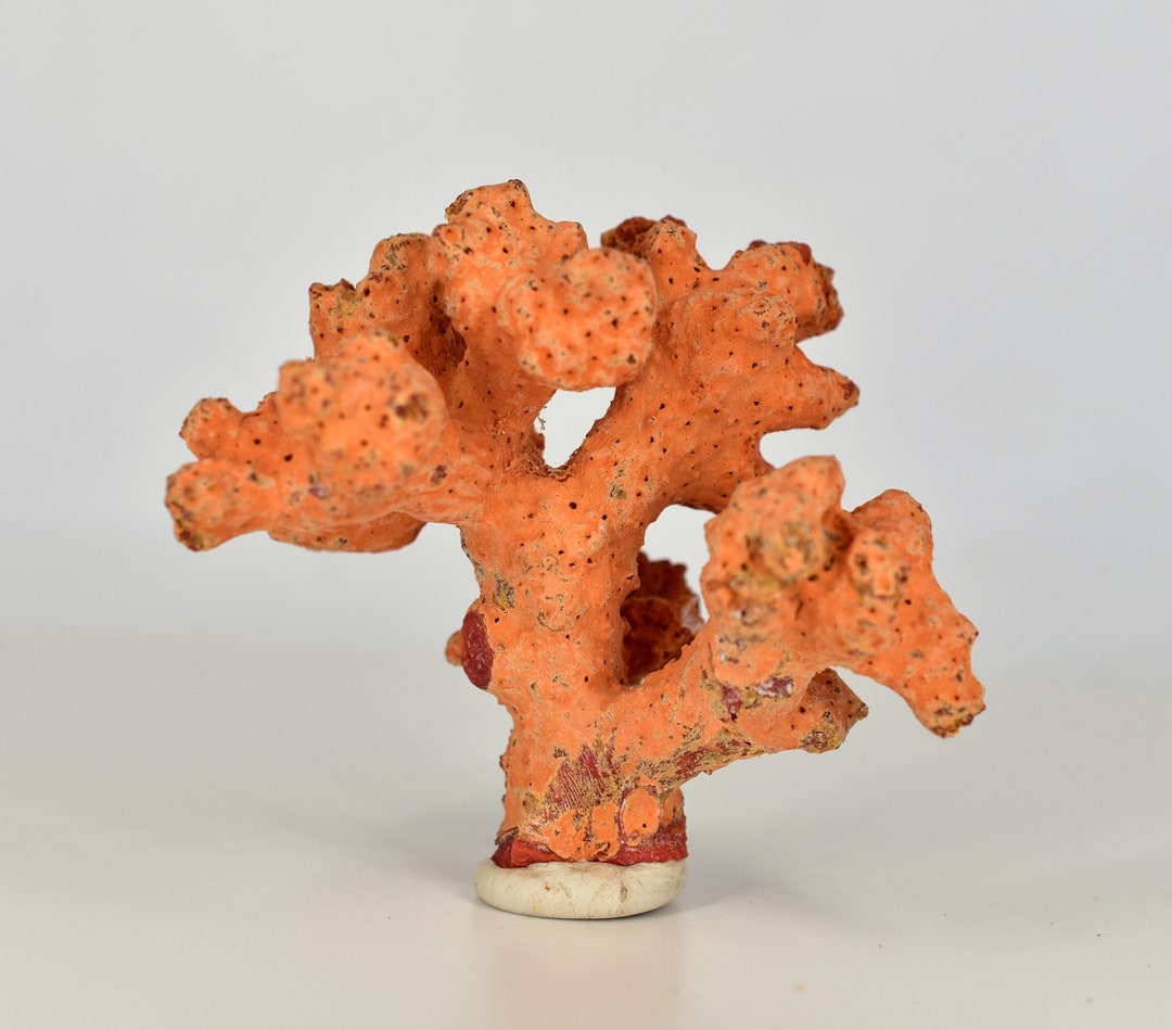 Natural Italian Red Coral Branch, Red Coral Tree, Size 62X72 MM Coral ...
